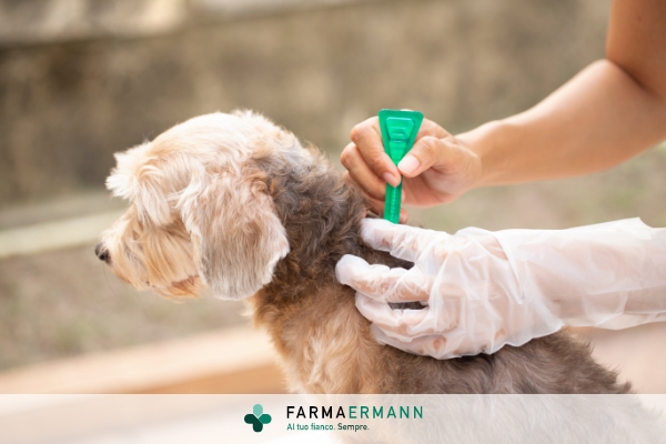 Come prevenire le pulci sul cane? - Farmaermann