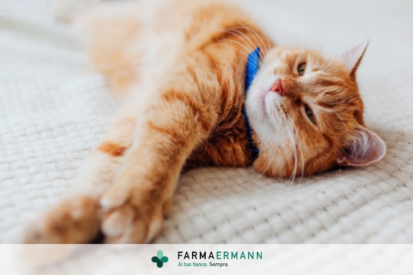 Come prevenire le pulci sul gatto? - Farmaermann